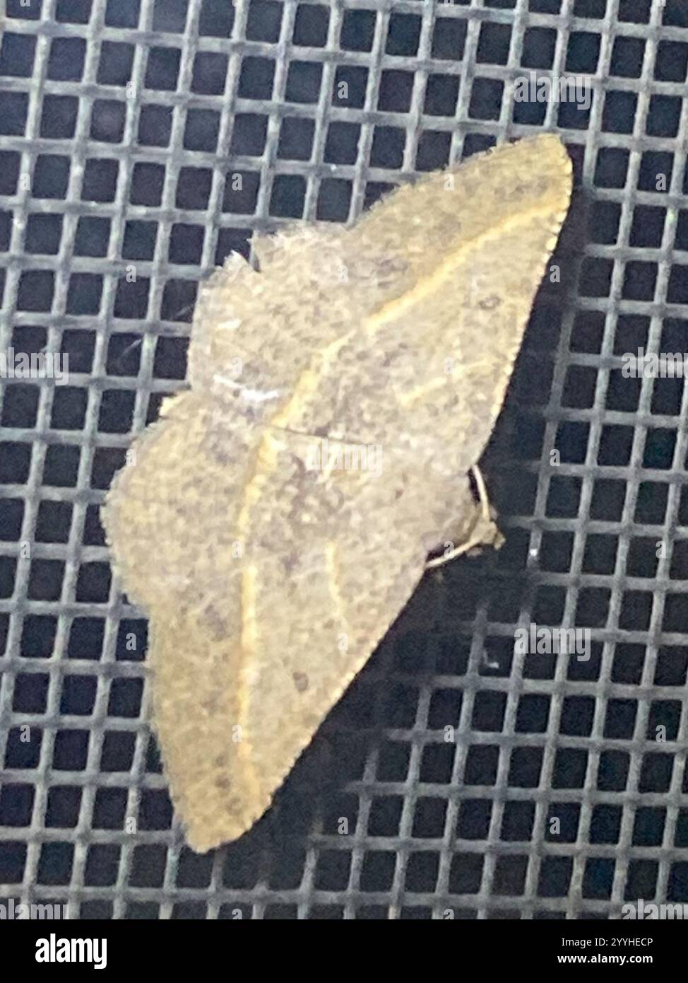 Pale-lined Angle (Digrammia irrorata Stock Photo - Alamy
