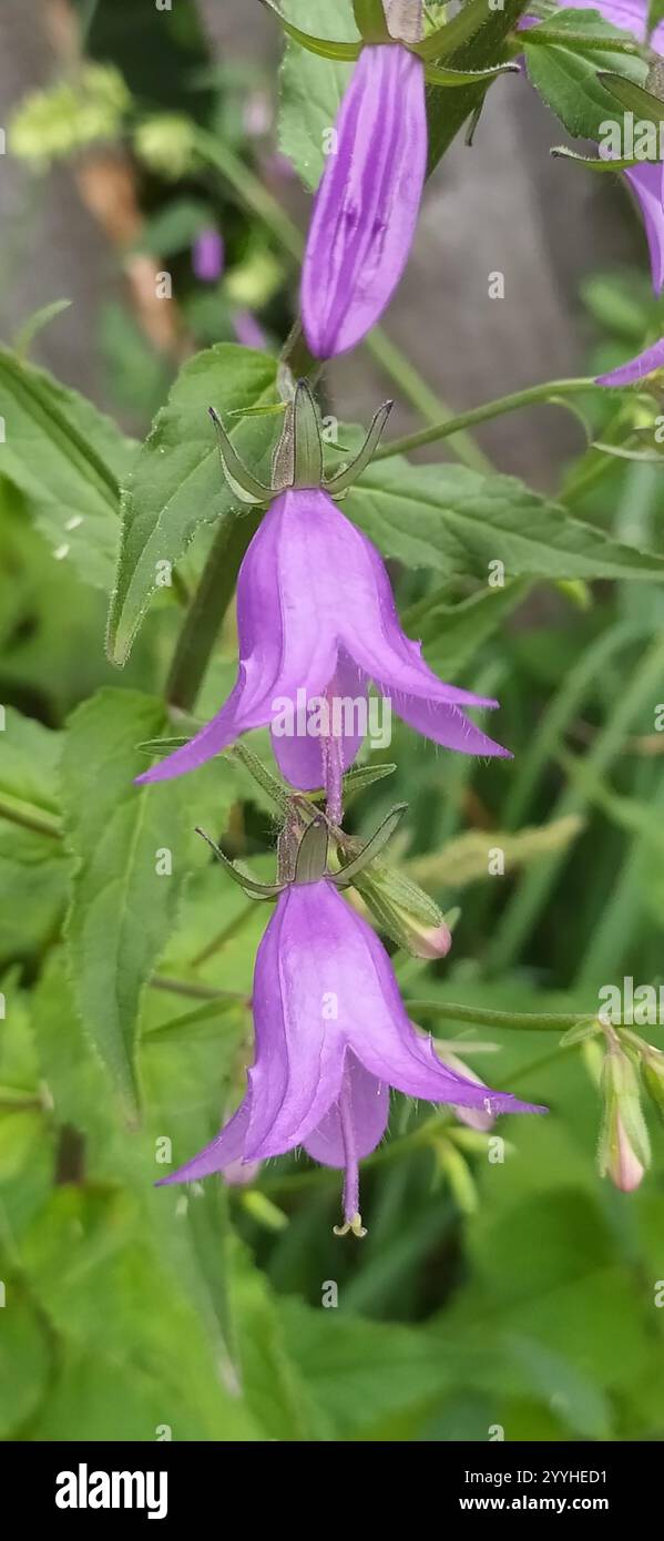 Creeping Bellflower (Campanula rapunculoides Stock Photo - Alamy