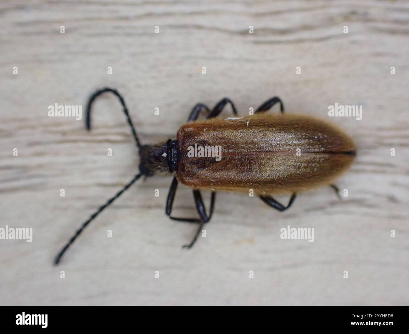 Rough-haired Lagria Beetle (Lagria hirta Stock Photo - Alamy
