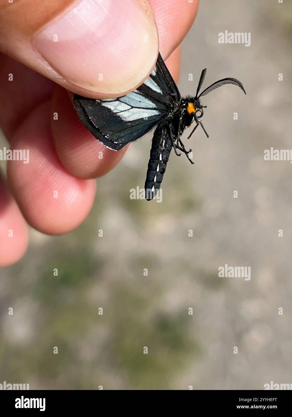 Police Car Moth (Gnophaela vermiculata Stock Photo - Alamy