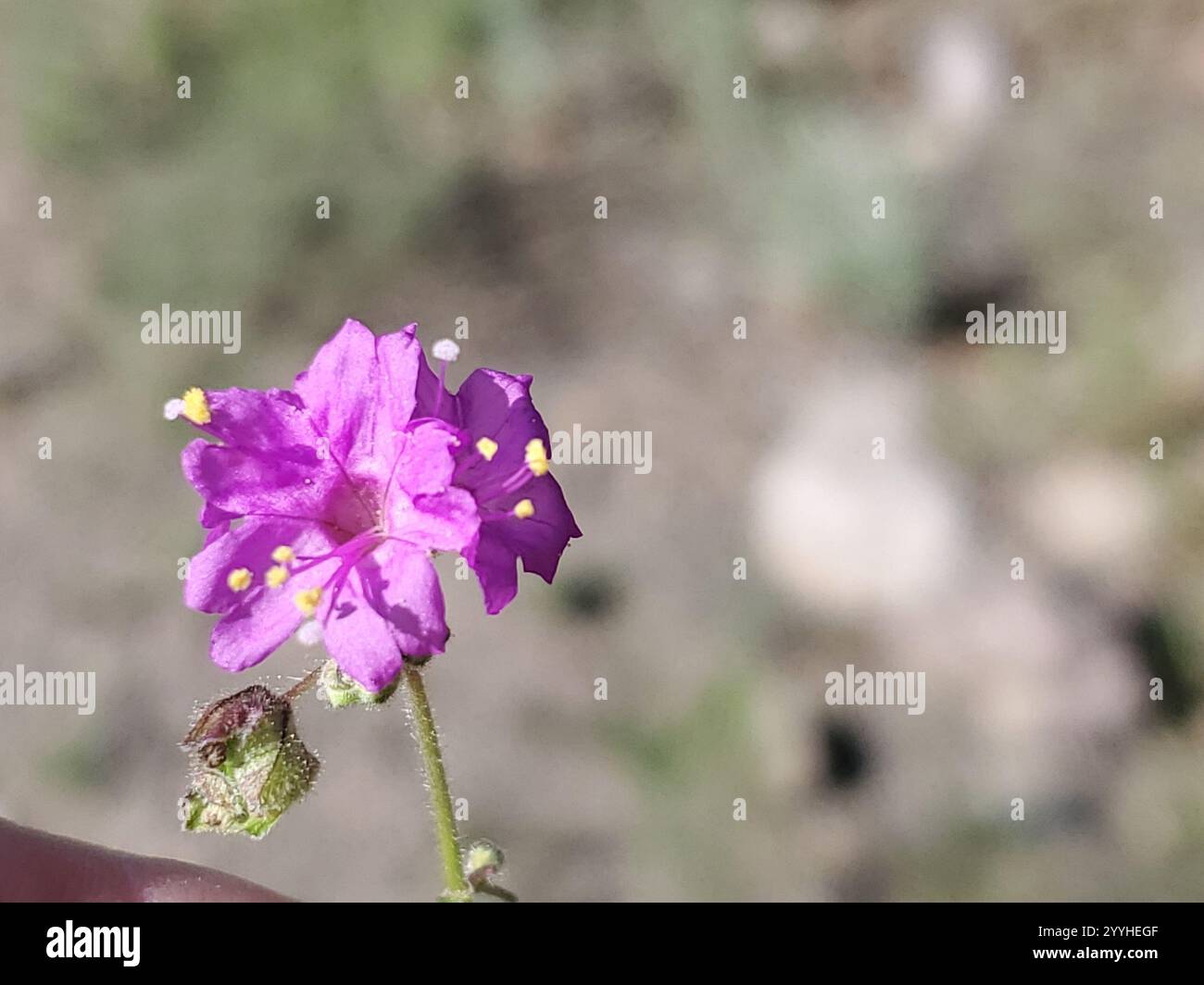 Narrowleaf Four o'Clock (Mirabilis linearis Stock Photo - Alamy