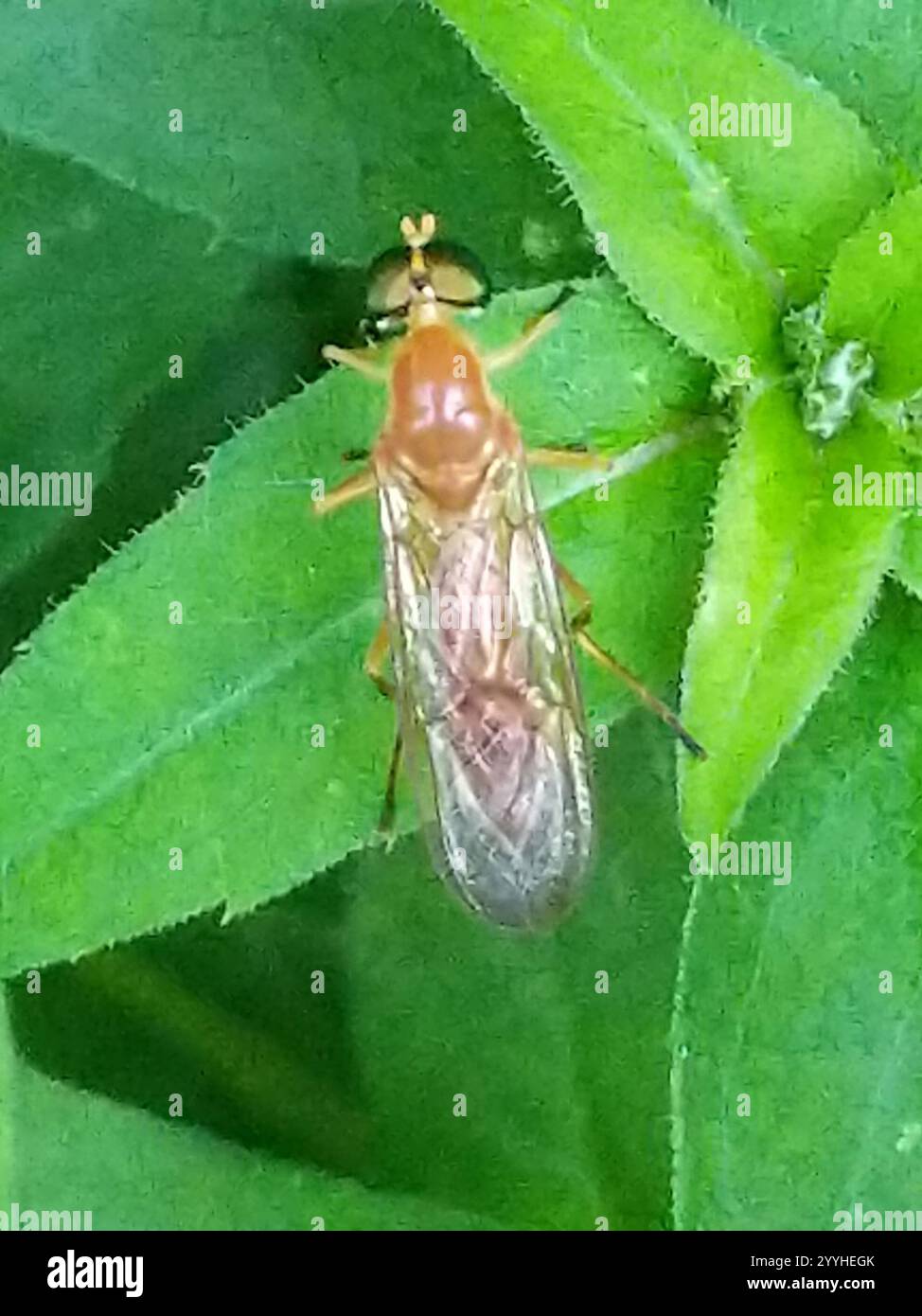 Compost Fly (Ptecticus trivittatus Stock Photo - Alamy