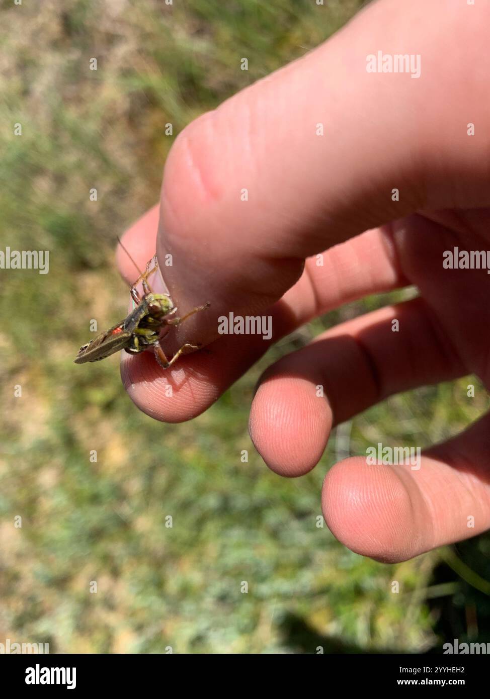 Northern Spur-throat Grasshopper (Melanoplus borealis Stock Photo - Alamy