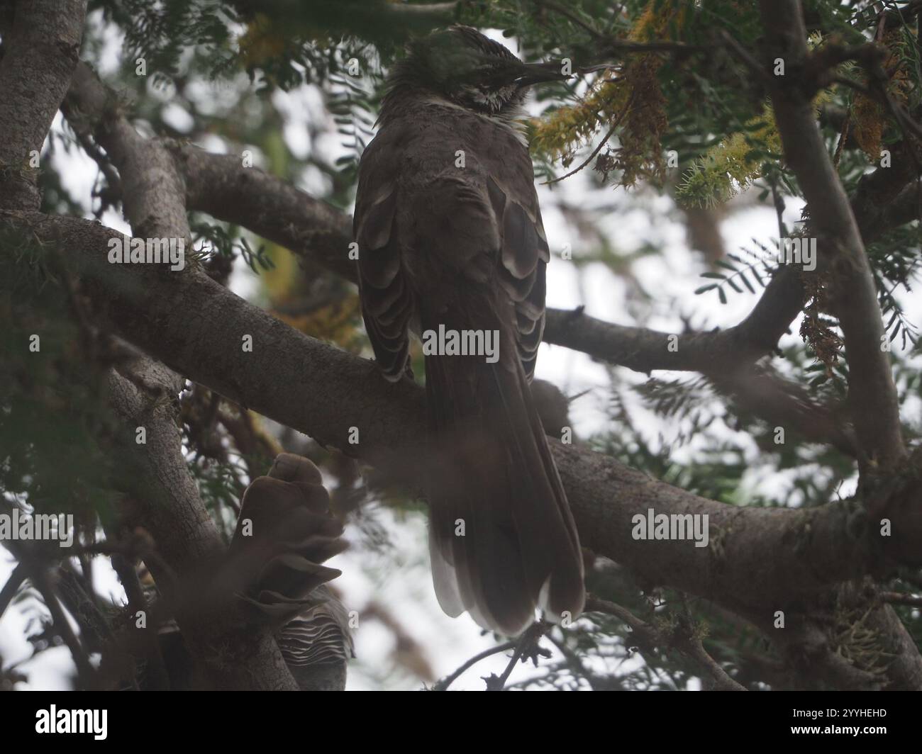 Long-tailed Mockingbird (Mimus longicaudatus Stock Photo - Alamy