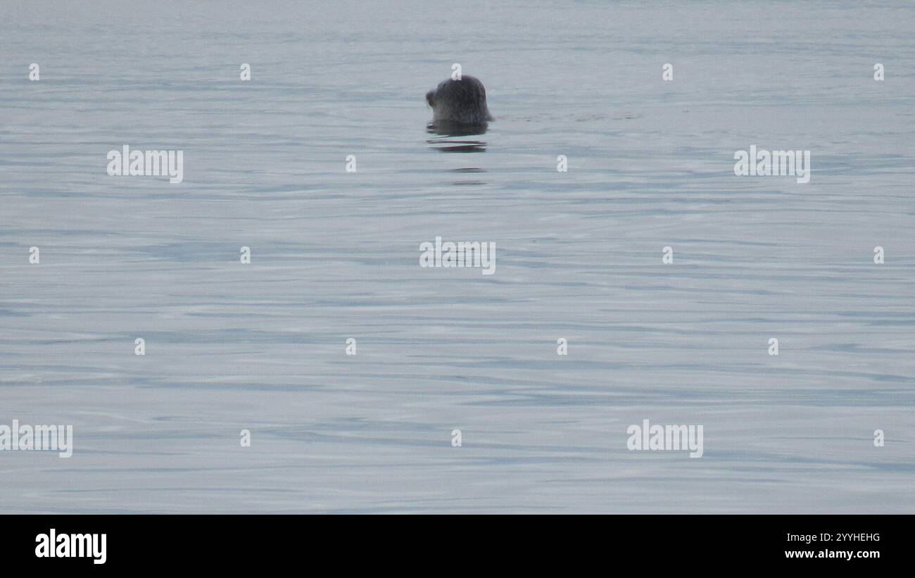 Earless Seals (Phocidae Stock Photo - Alamy