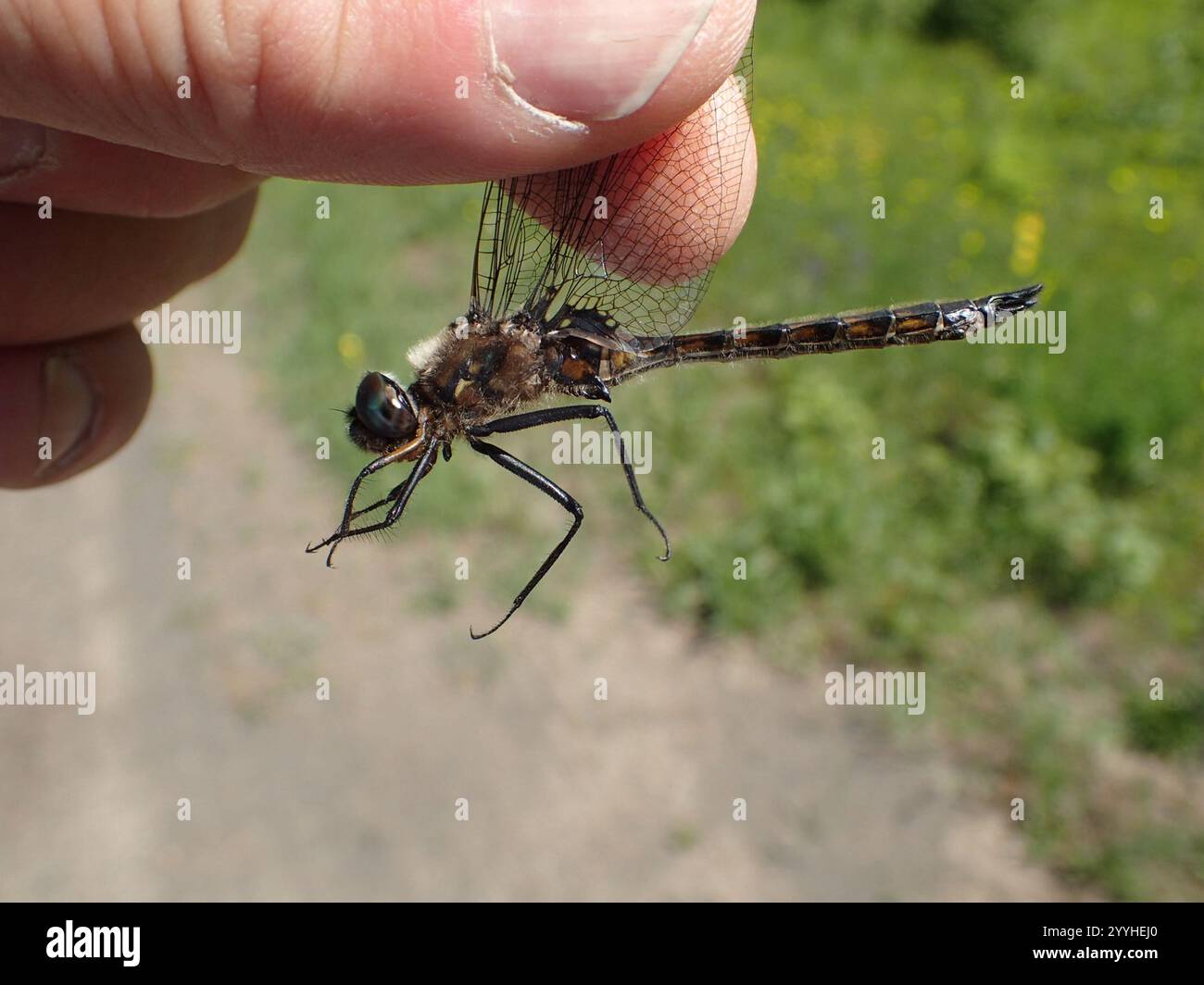 Spiny Baskettail (Epitheca spinigera Stock Photo - Alamy