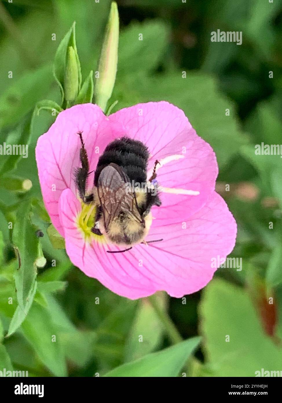 Common Eastern Bumble Bee (Bombus impatiens Stock Photo - Alamy