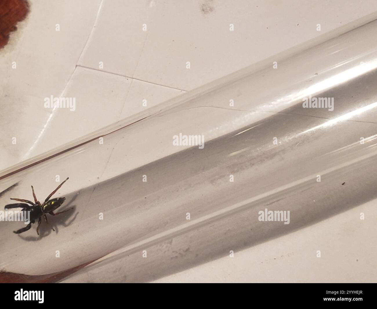 Buttonhook Leafbeetle Jumping Spider (Sassacus vitis Stock Photo - Alamy
