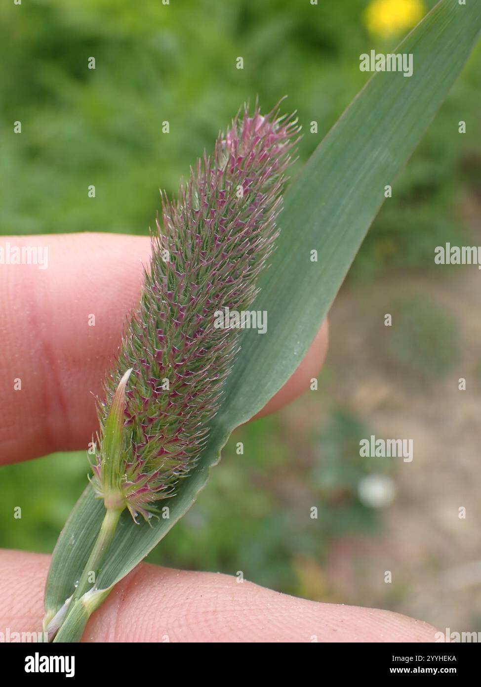 Alpine Timothy (Phleum alpinum Stock Photo - Alamy