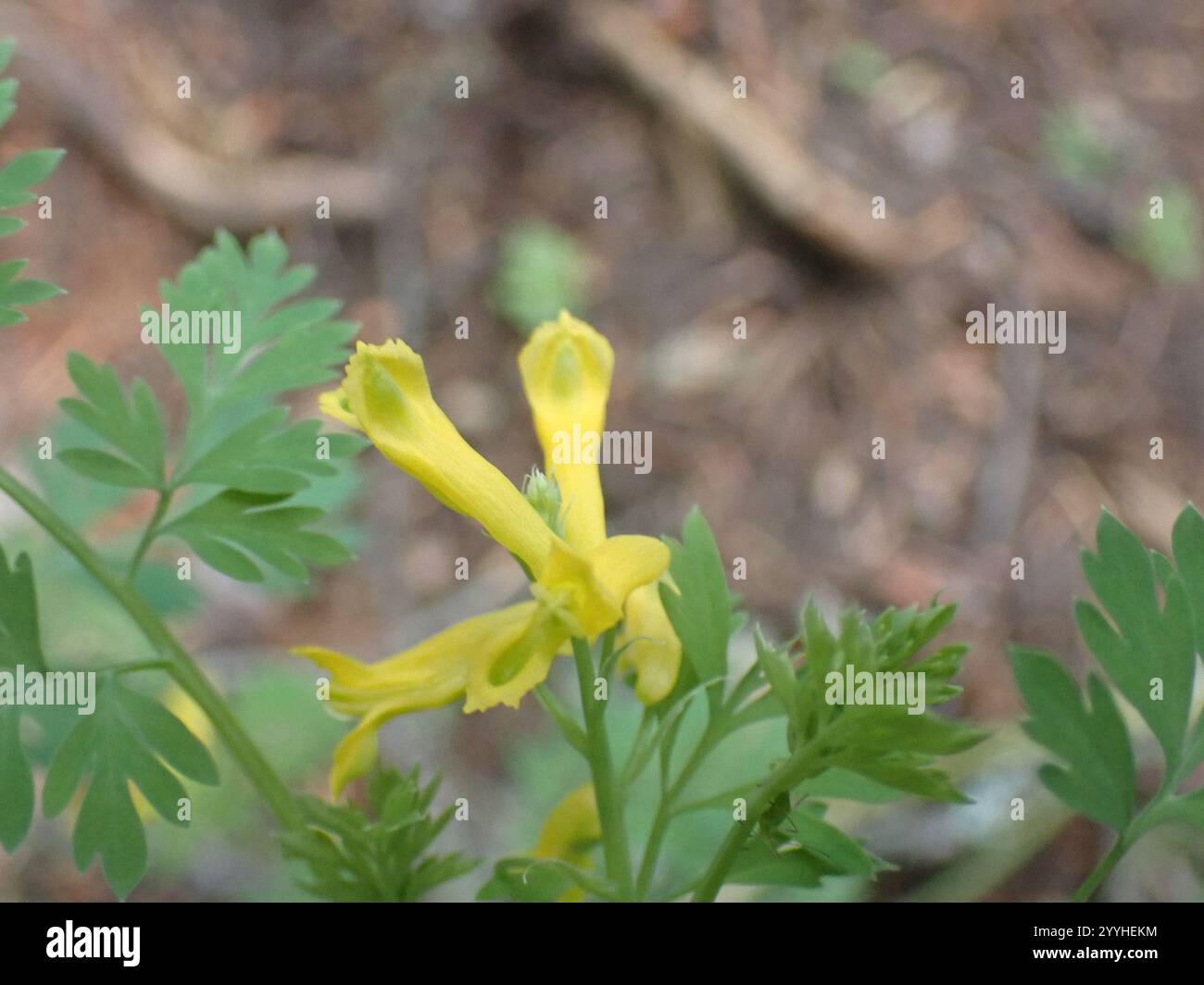 golden corydalis (Corydalis aurea Stock Photo - Alamy