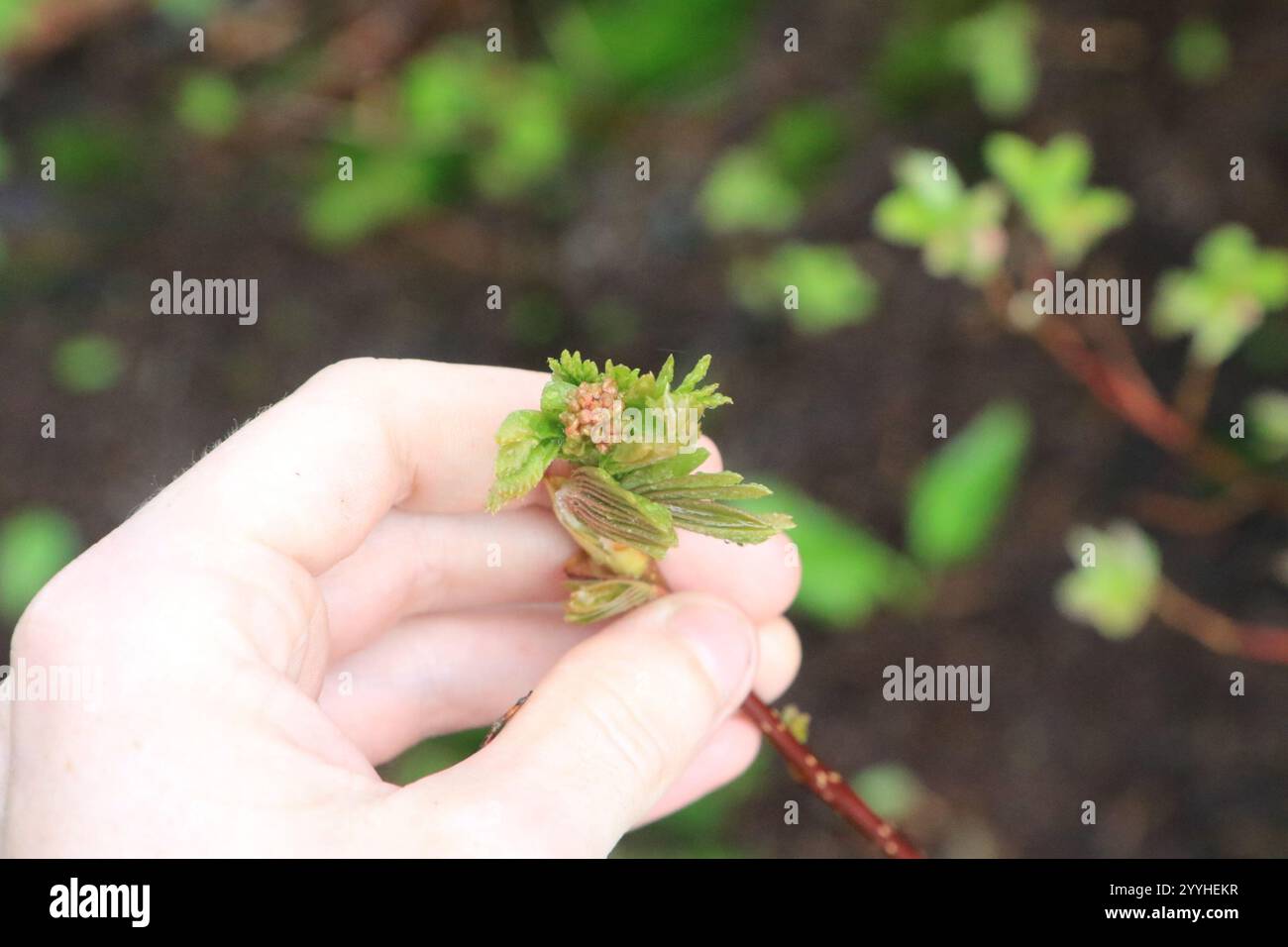 Sitka Mountain-Ash (Sorbus sitchensis Stock Photo - Alamy