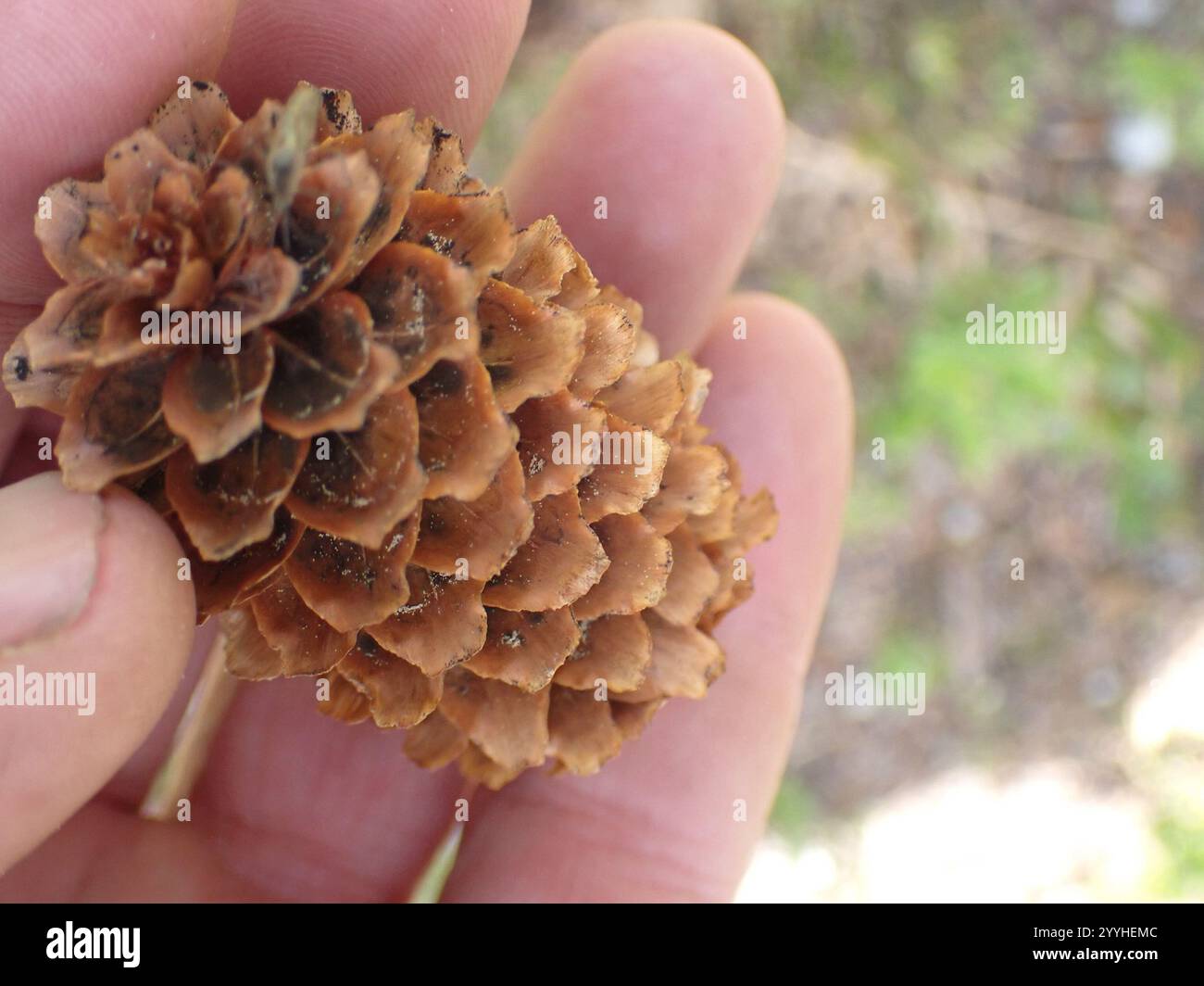 Engelmann spruce (Picea engelmannii Stock Photo - Alamy