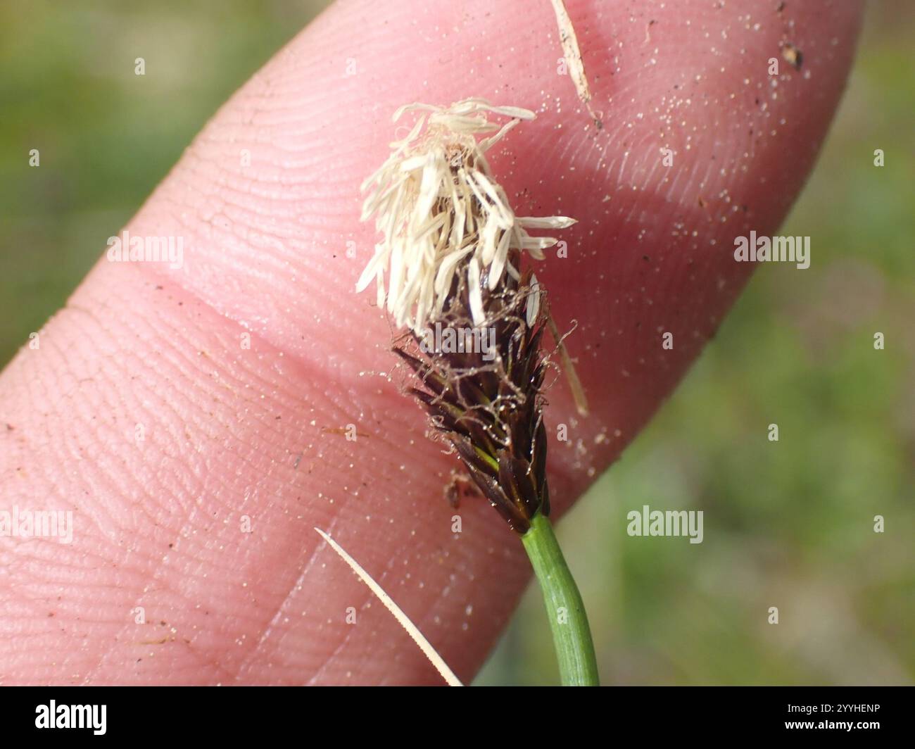 common spikerush (Eleocharis palustris Stock Photo - Alamy