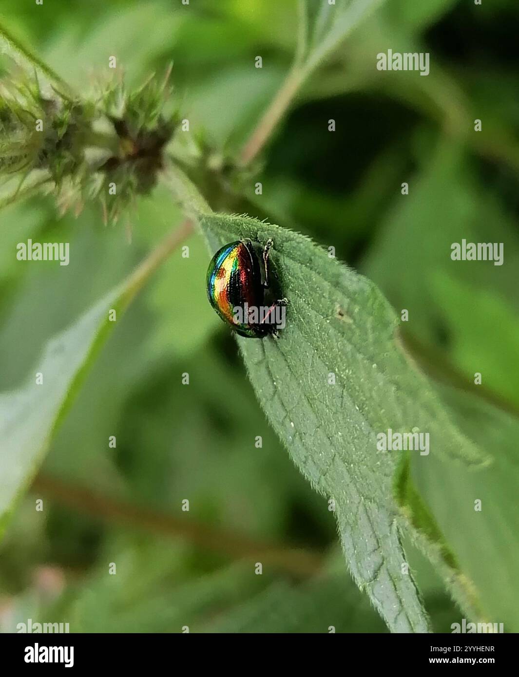Dead-nettle Leaf Beetle (Fasta fastuosa Stock Photo - Alamy