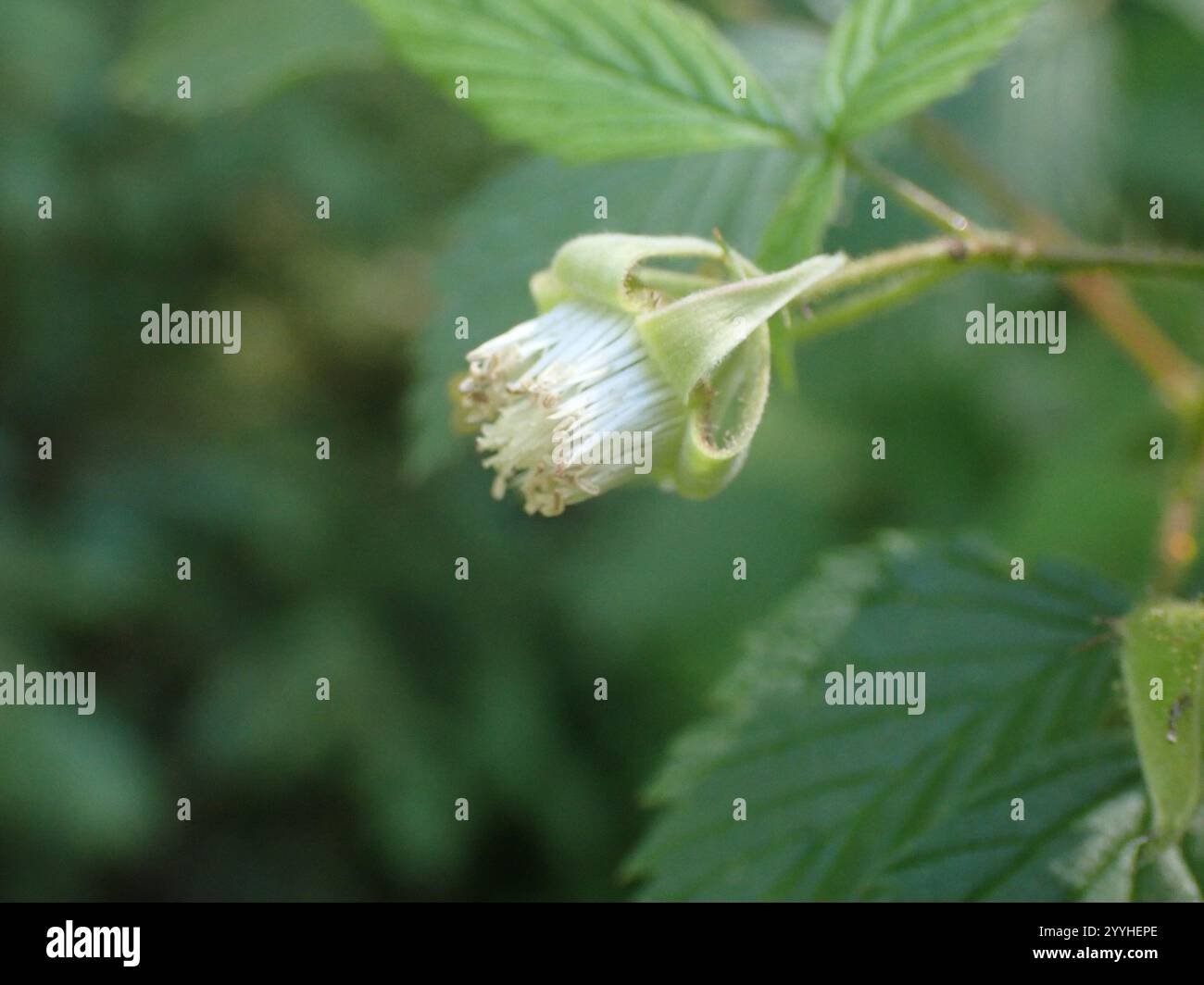 American red raspberry (Rubus idaeus strigosus Stock Photo - Alamy