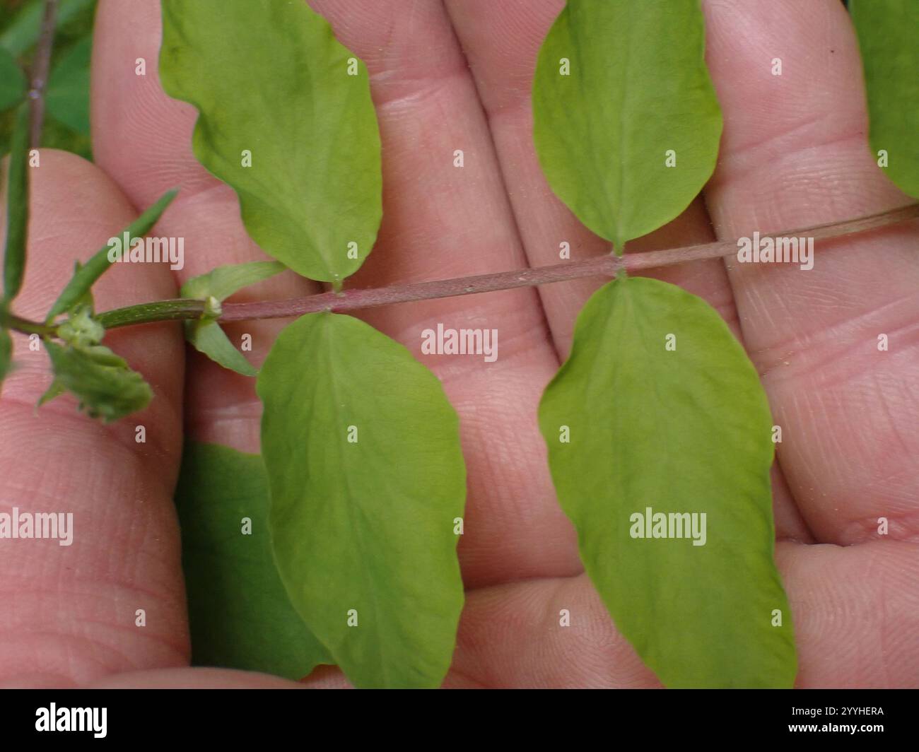 Sierra Nevada Peavine (Lathyrus nevadensis Stock Photo - Alamy