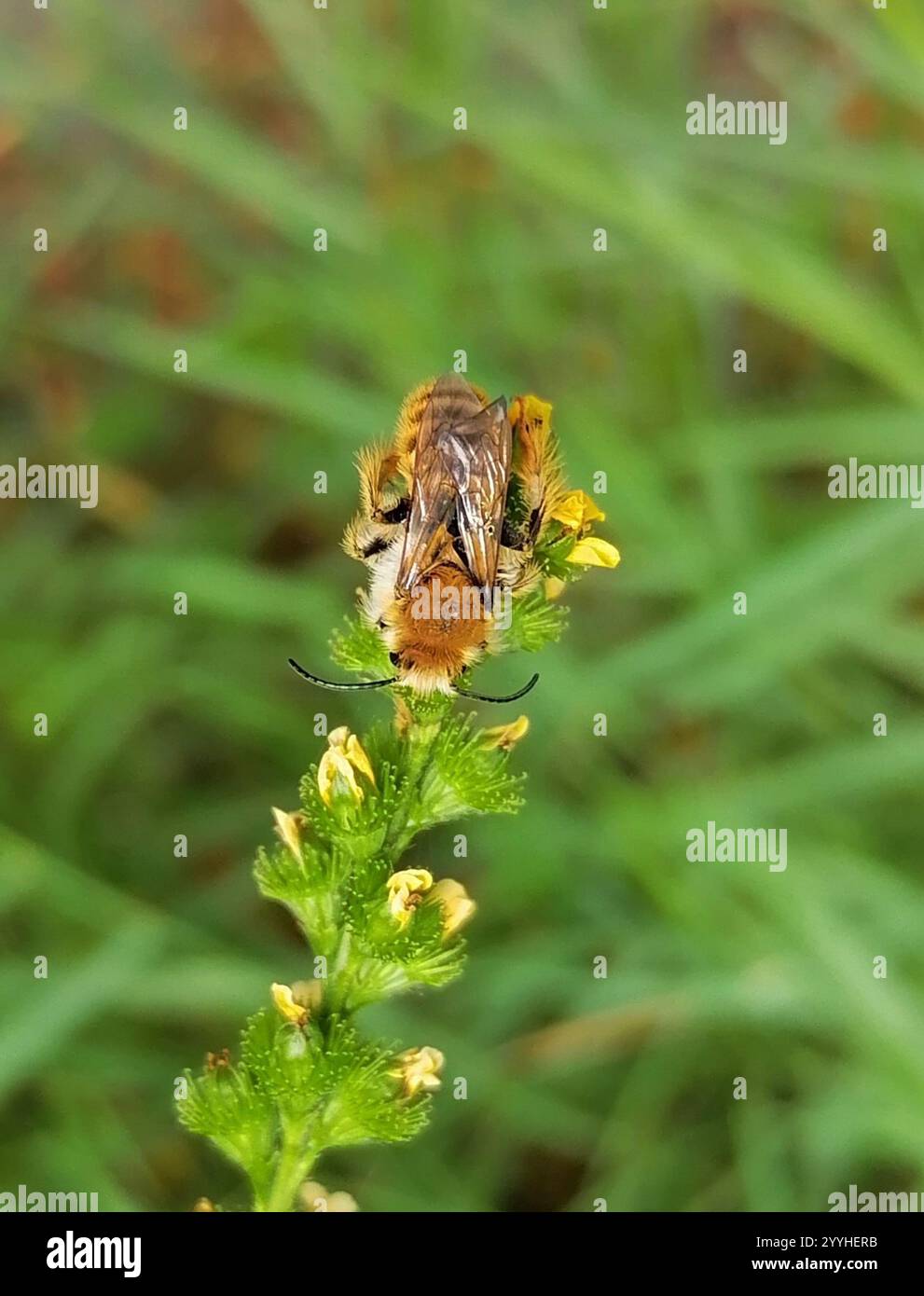 Pantaloon bees hi-res stock photography and images - Alamy