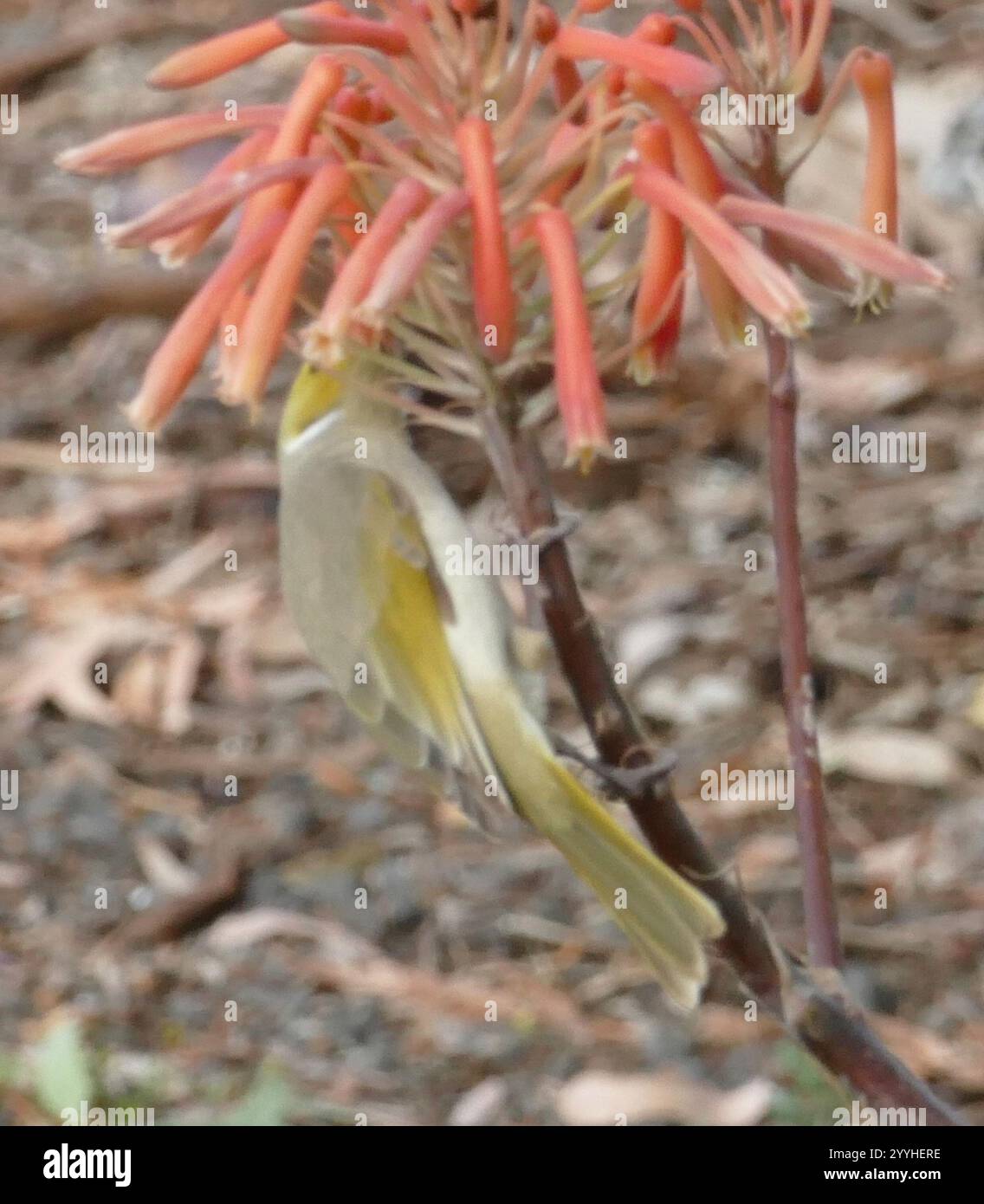 White plumed honeyeater hi-res stock photography and images - Alamy