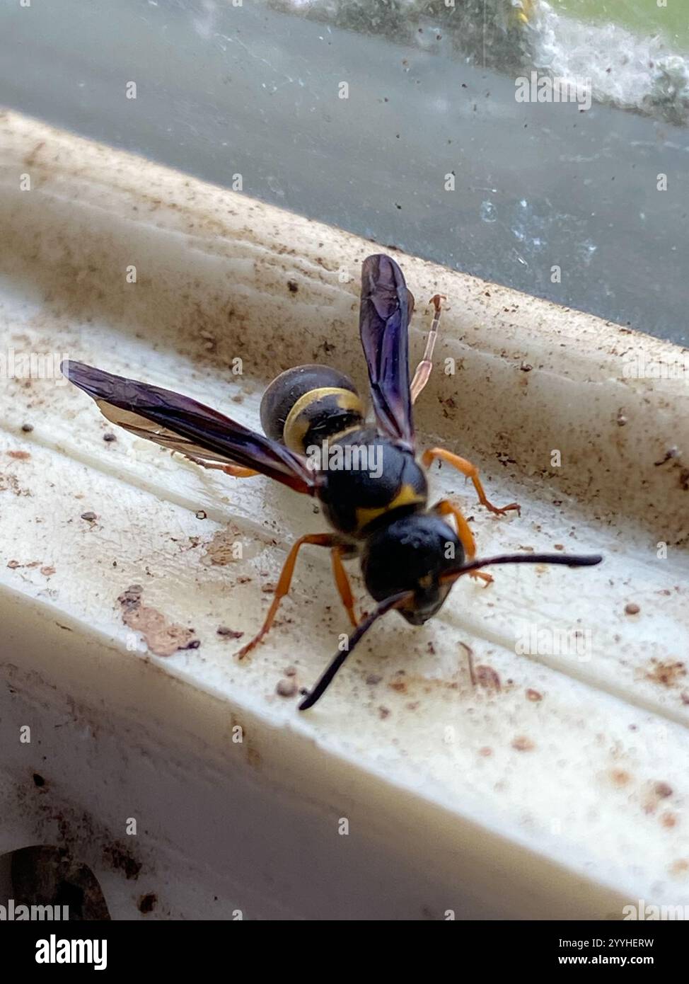One-banded Mason Wasp (Ancistrocerus unifasciatus Stock Photo - Alamy