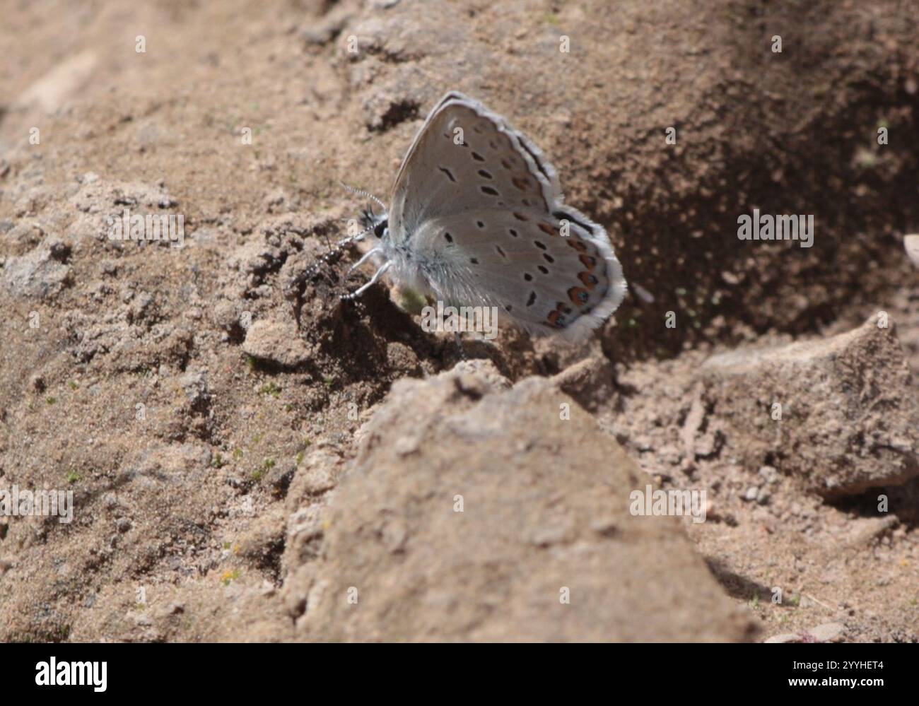 Plebejus anna hi-res stock photography and images - Alamy