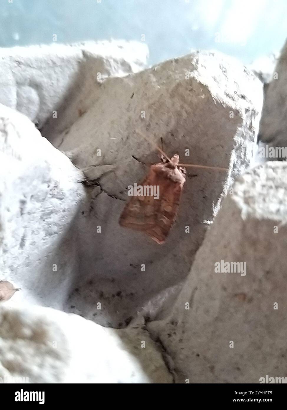 Small Square-spot (Diarsia rubi Stock Photo - Alamy