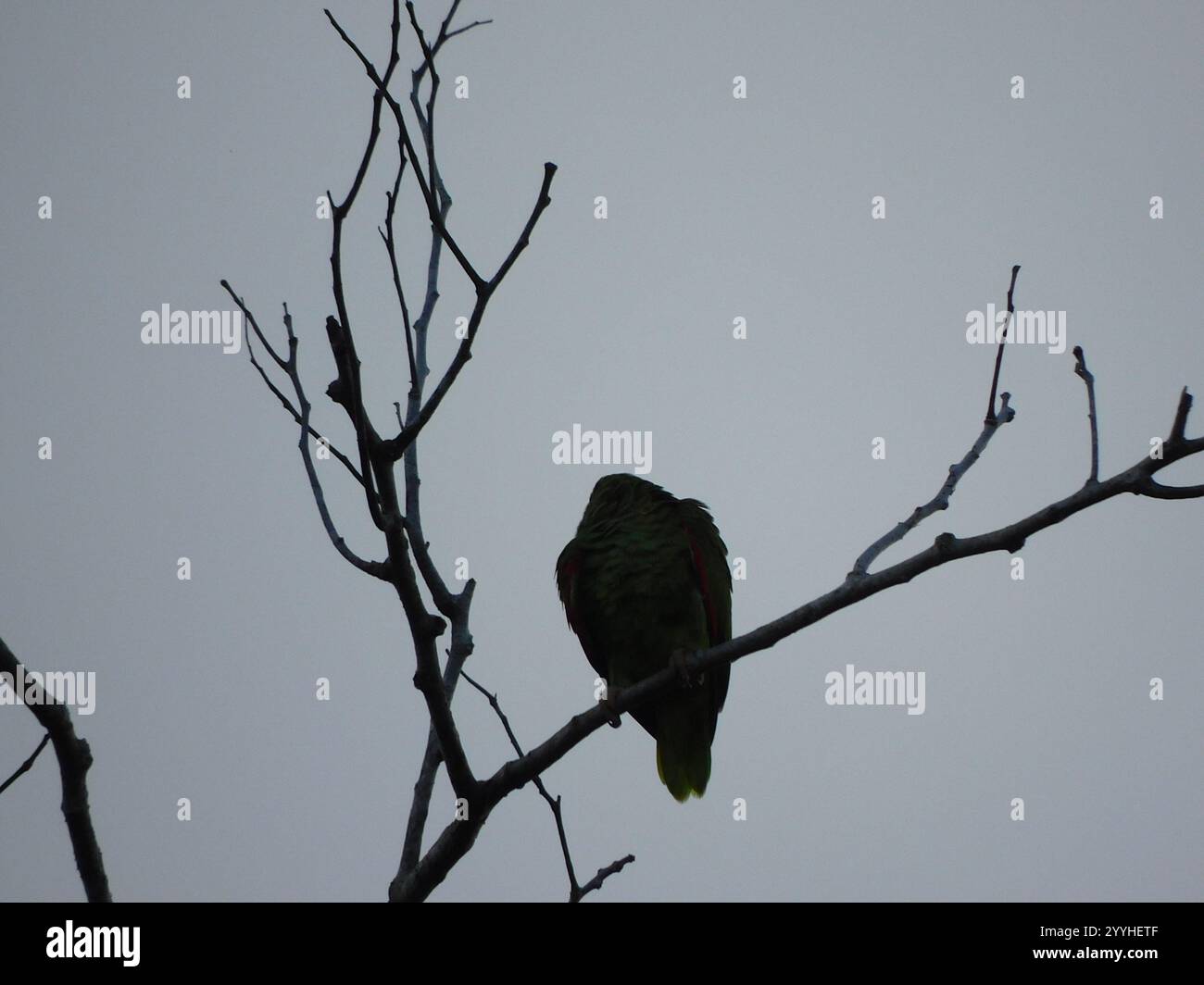Amazona albifrons hi-res stock photography and images - Alamy