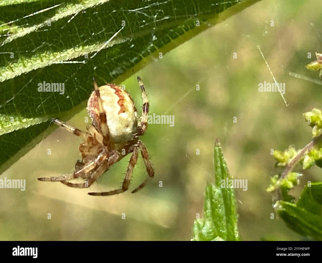 Four-spot Orbweaver (Araneus quadratus Stock Photo - Alamy