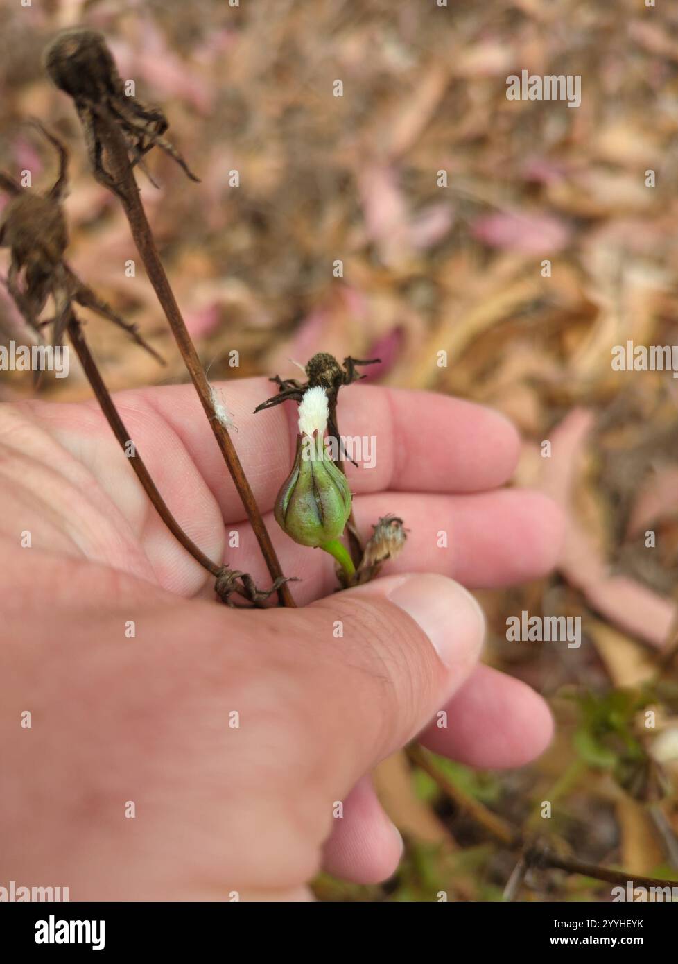 False Hawkbit (Urospermum picroides Stock Photo - Alamy