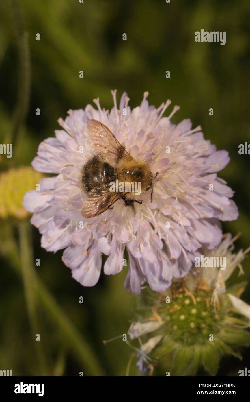 Common Carder Bumble Bee (Bombus pascuorum Stock Photo - Alamy