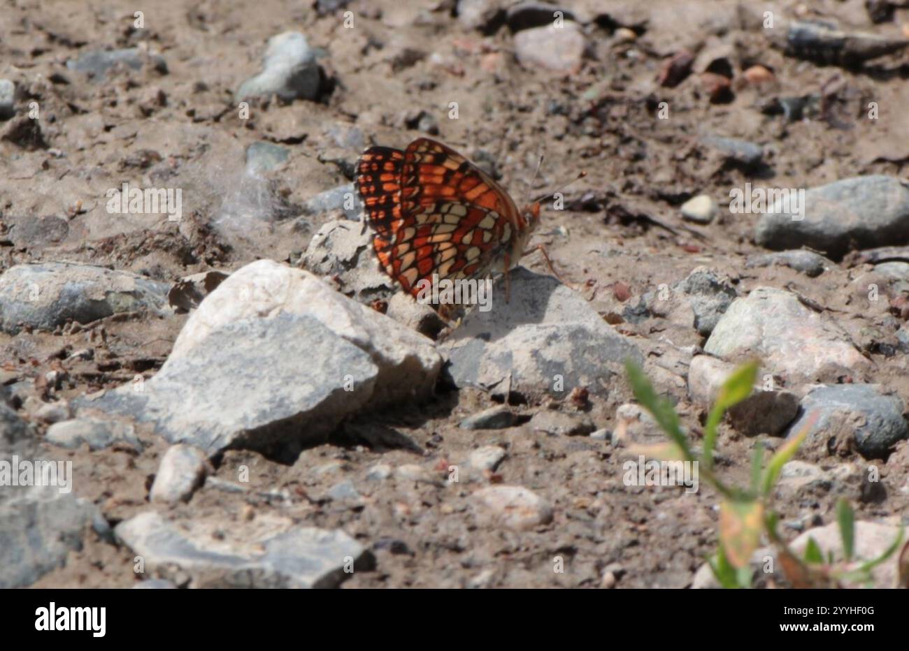 Anicia Checkerspot (Euphydryas anicia Stock Photo - Alamy