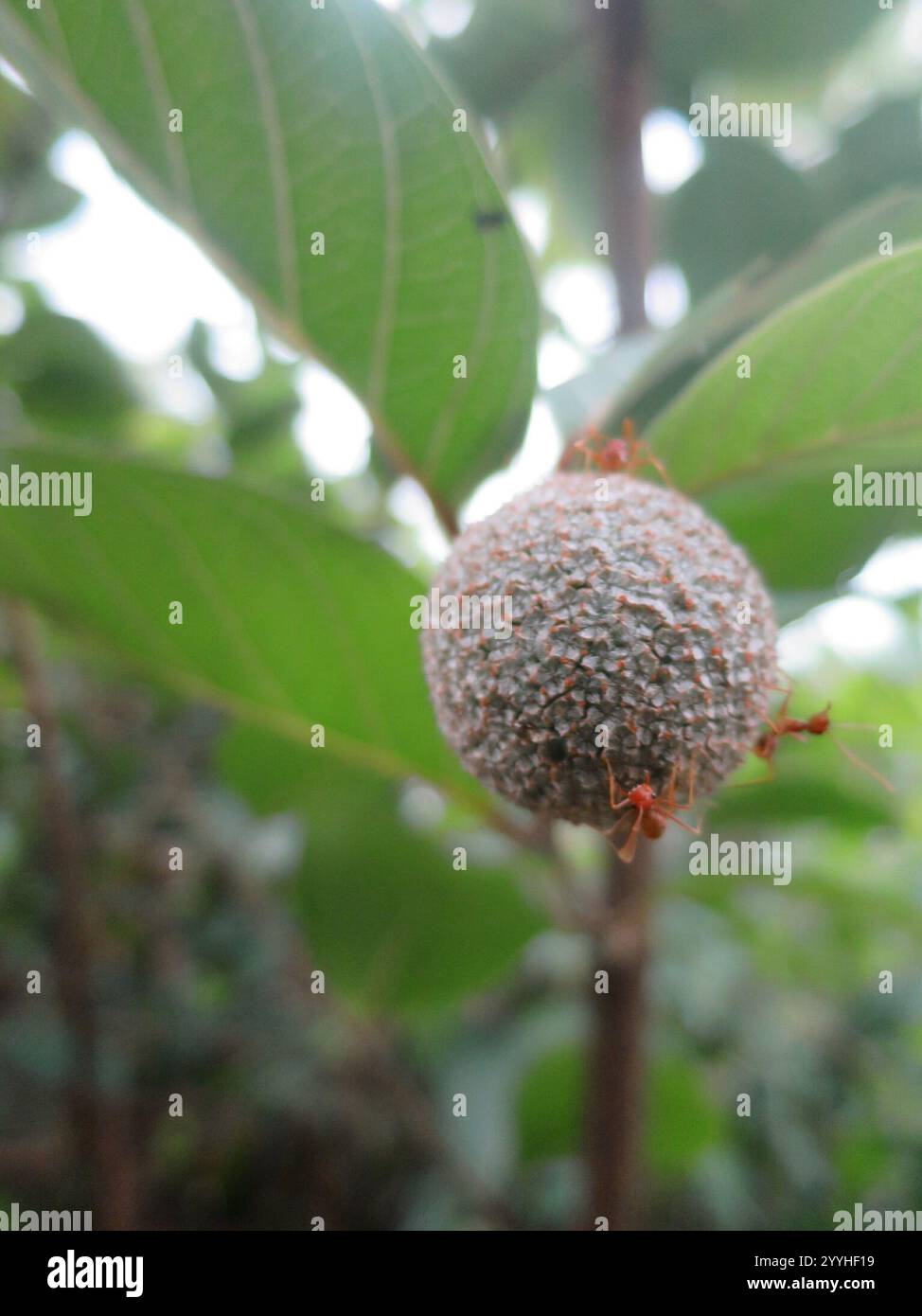 African Weaver Ant (Oecophylla longinoda Stock Photo - Alamy