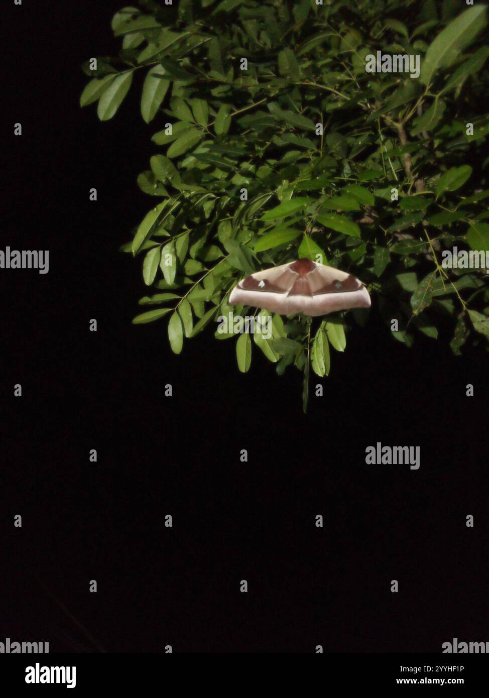 Cabbage Tree Emperor (Bunaea alcinoe Stock Photo - Alamy