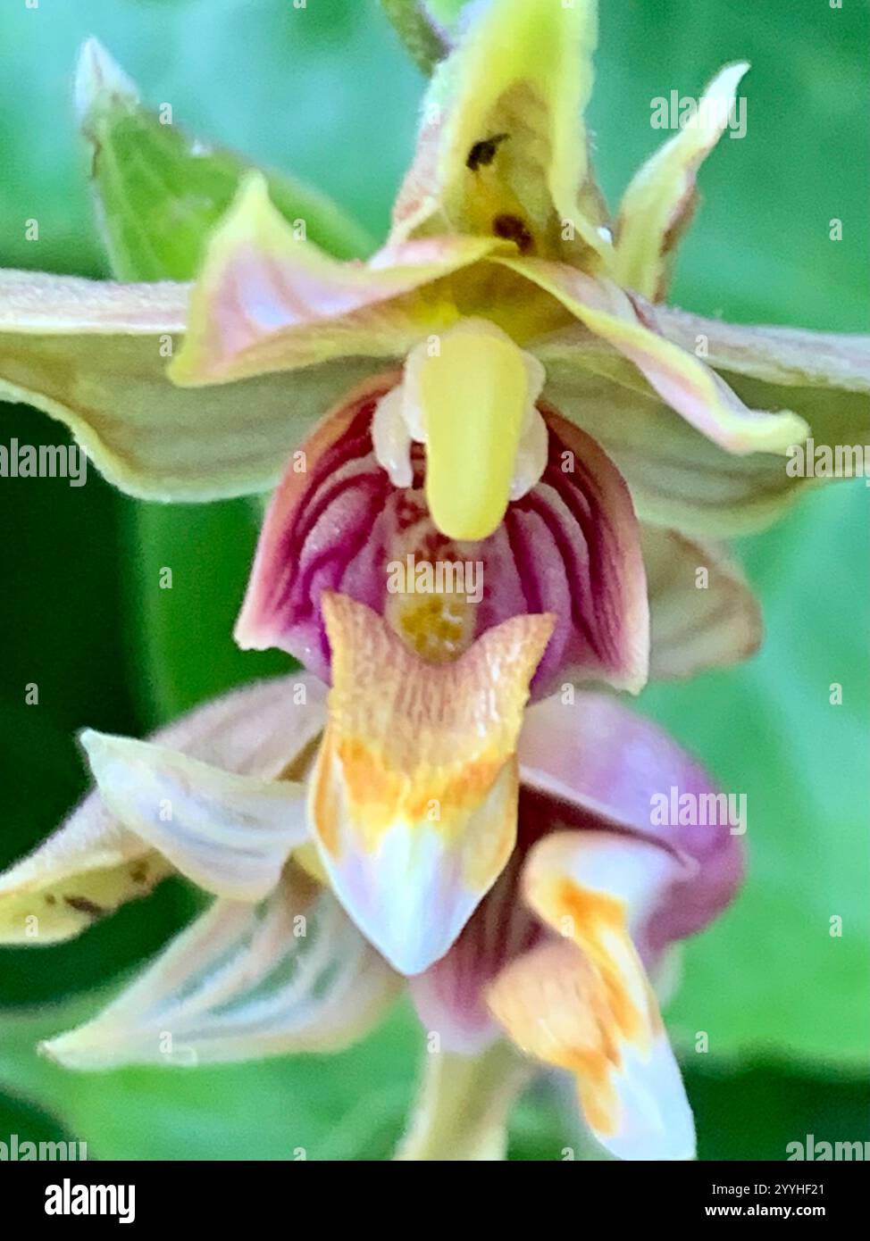 Epipactis gigantea hi-res stock photography and images - Alamy