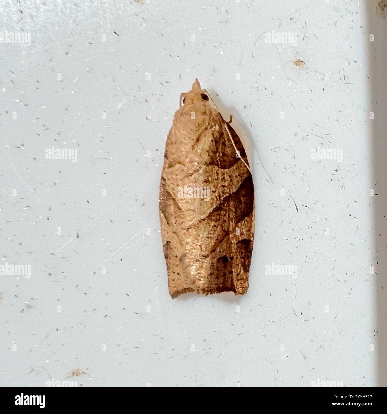 Woodgrain Leafroller Moth (Pandemis lamprosana Stock Photo - Alamy