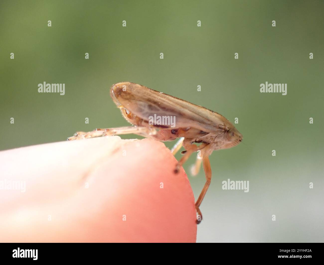 Meadow Spittlebug (Philaenus spumarius Stock Photo - Alamy