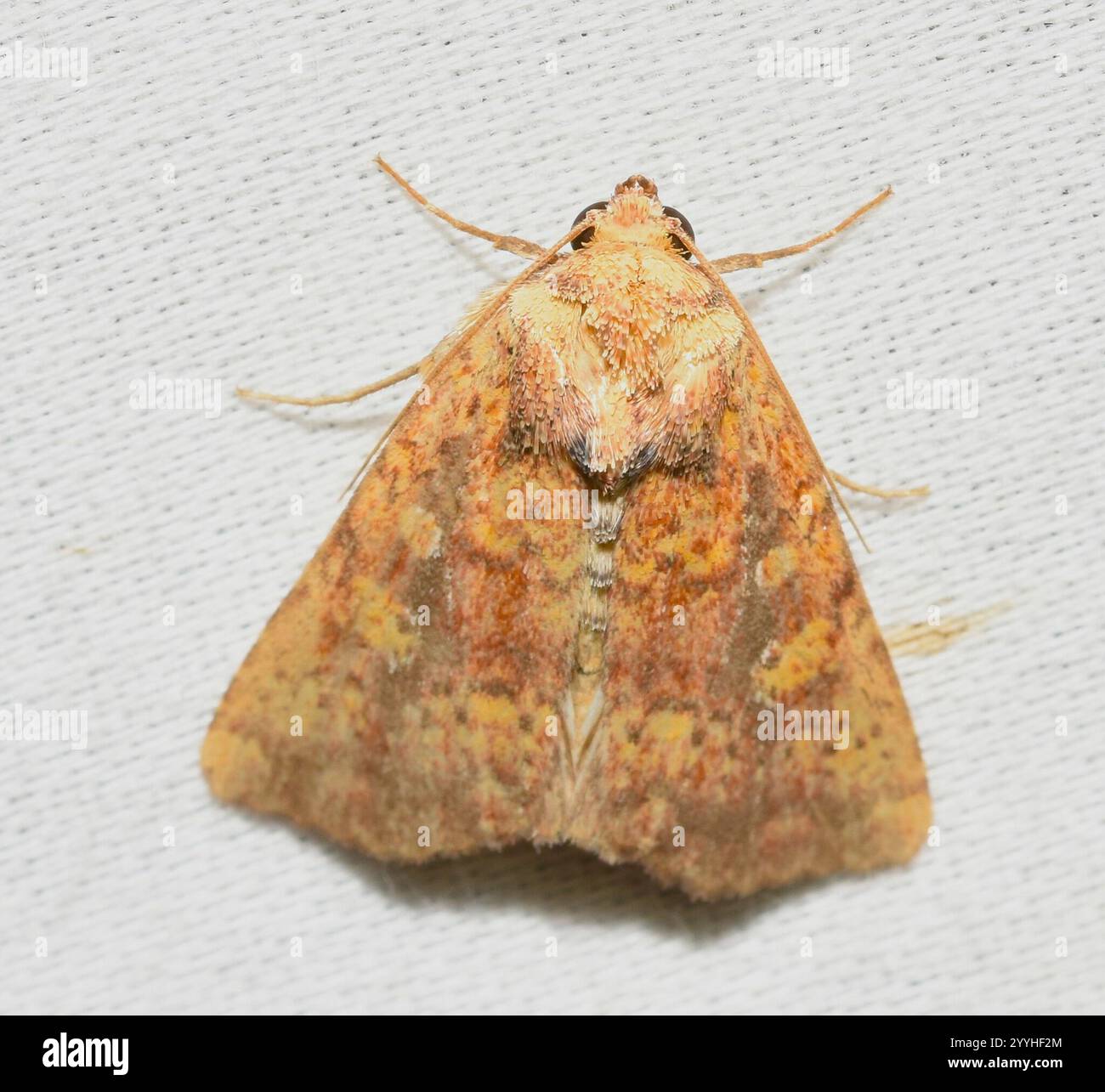 Red Groundling Moth (Perigea xanthioides Stock Photo - Alamy