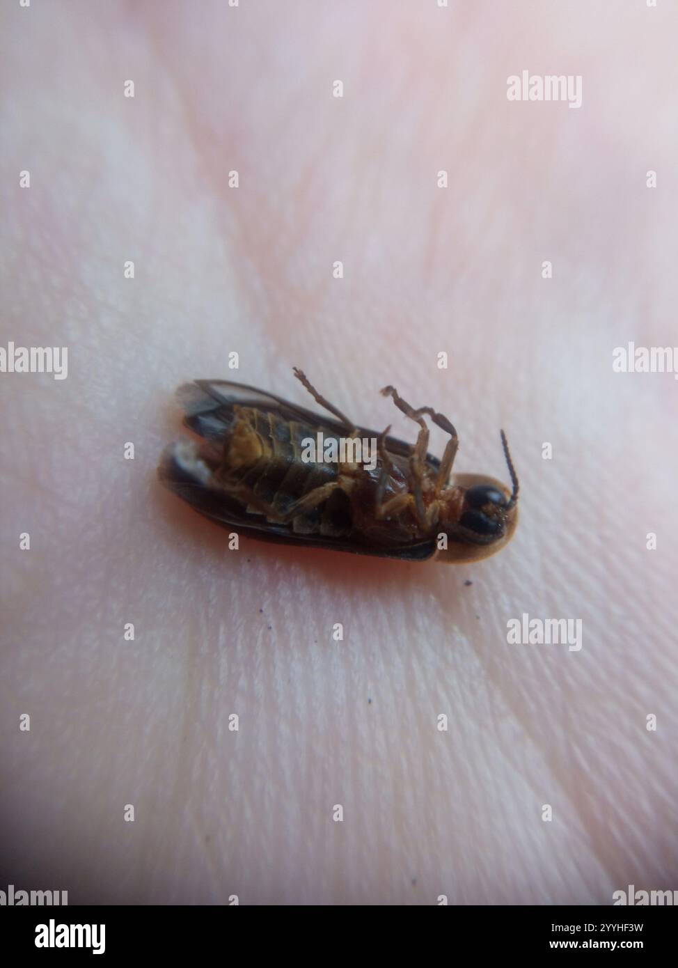 European Glow-worm (Lampyris noctiluca Stock Photo - Alamy