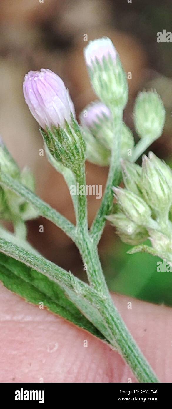 little ironweed (Cyanthillium cinereum Stock Photo - Alamy
