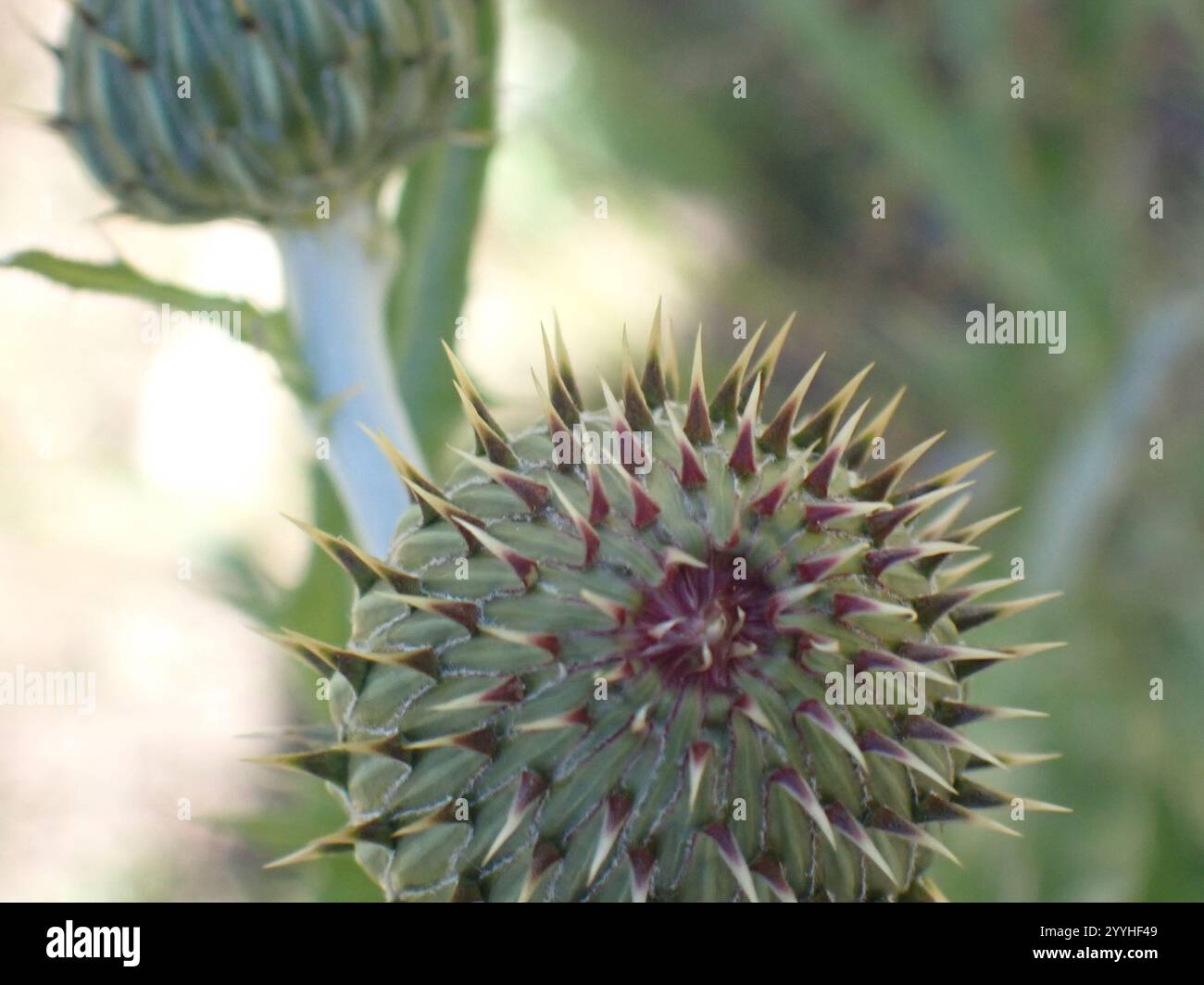 wavyleaf thistle (Cirsium undulatum Stock Photo - Alamy