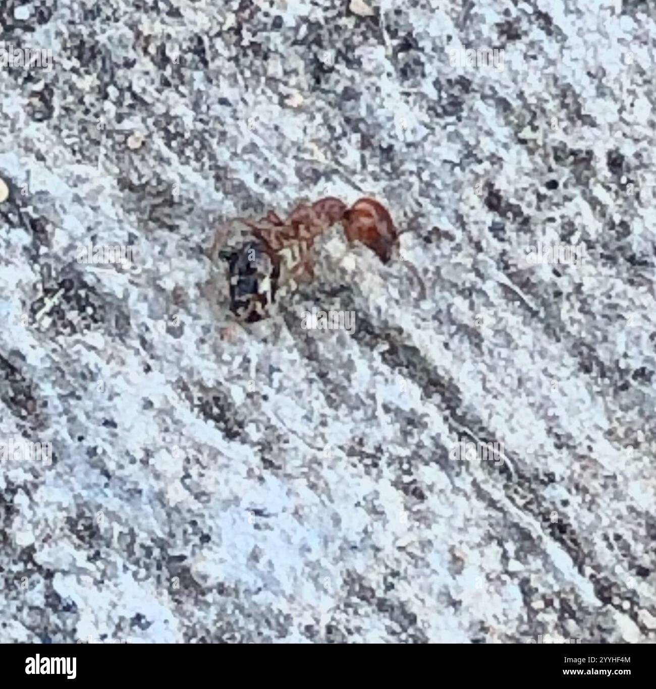Southern Fire Ant (Solenopsis xyloni Stock Photo - Alamy