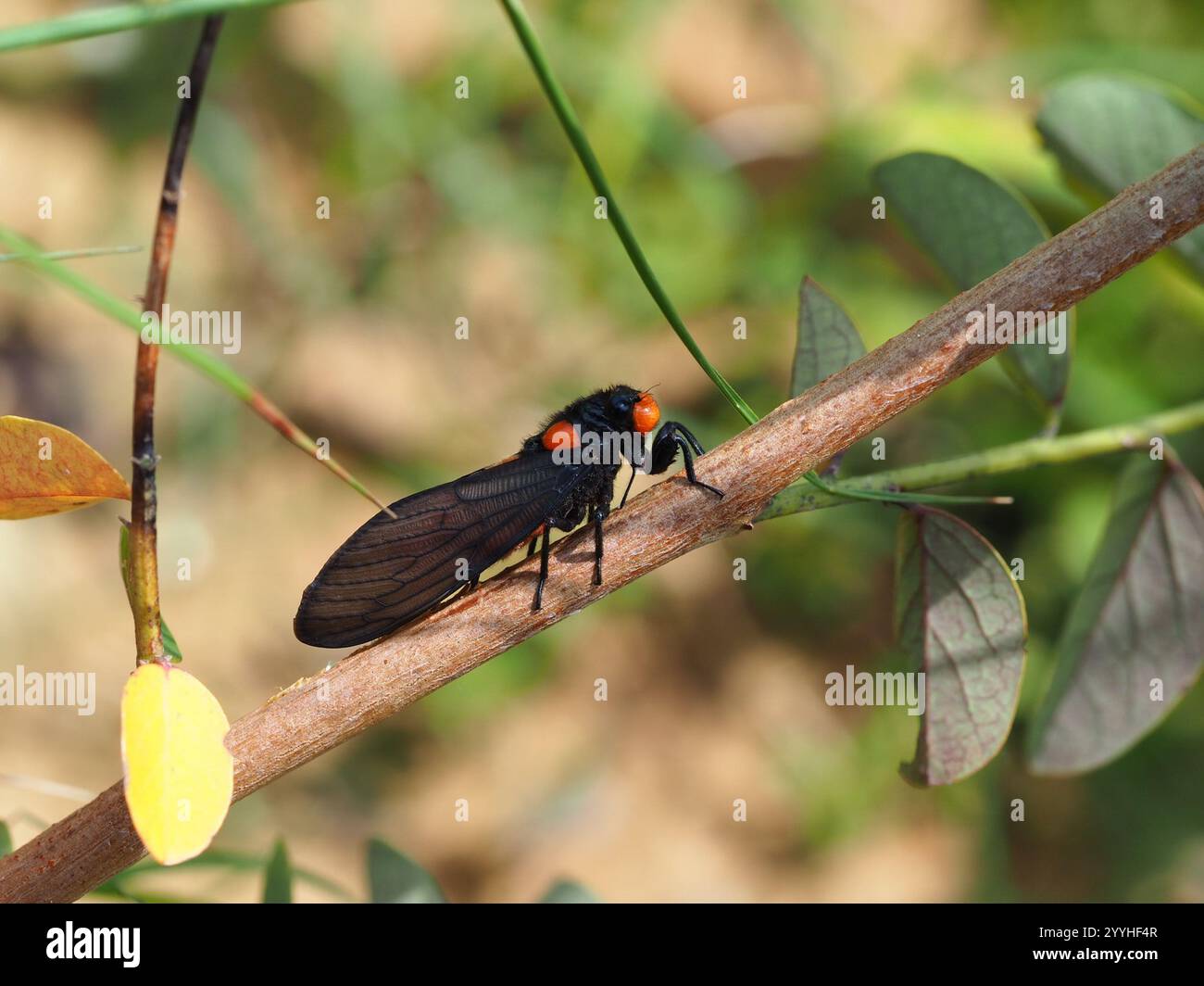 Black and scarlet cicada (Huechys sanguinea Stock Photo - Alamy