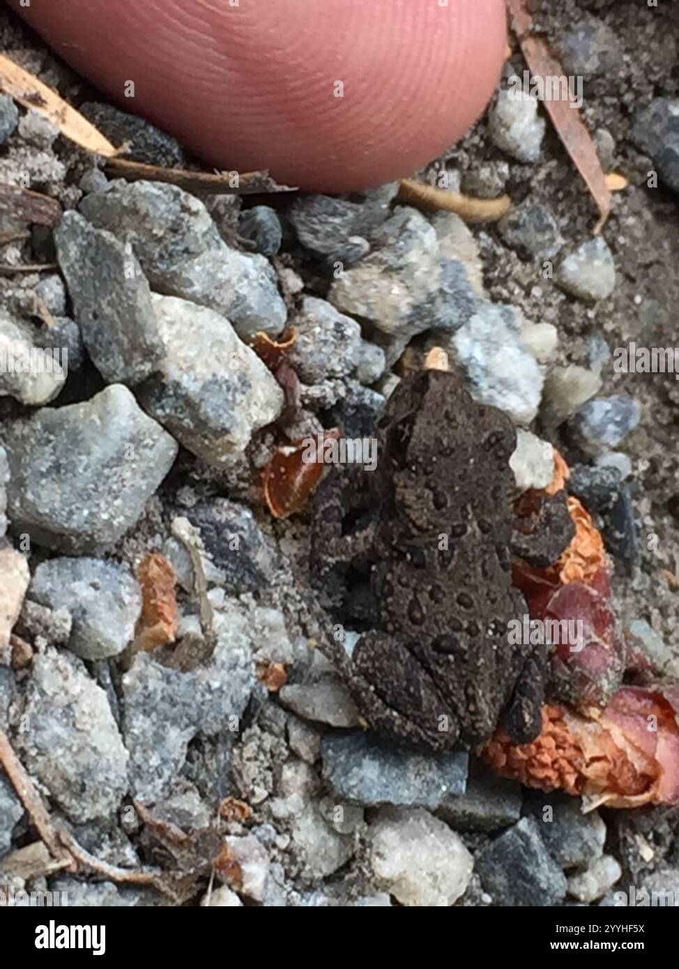 Western Toad (Anaxyrus boreas Stock Photo - Alamy