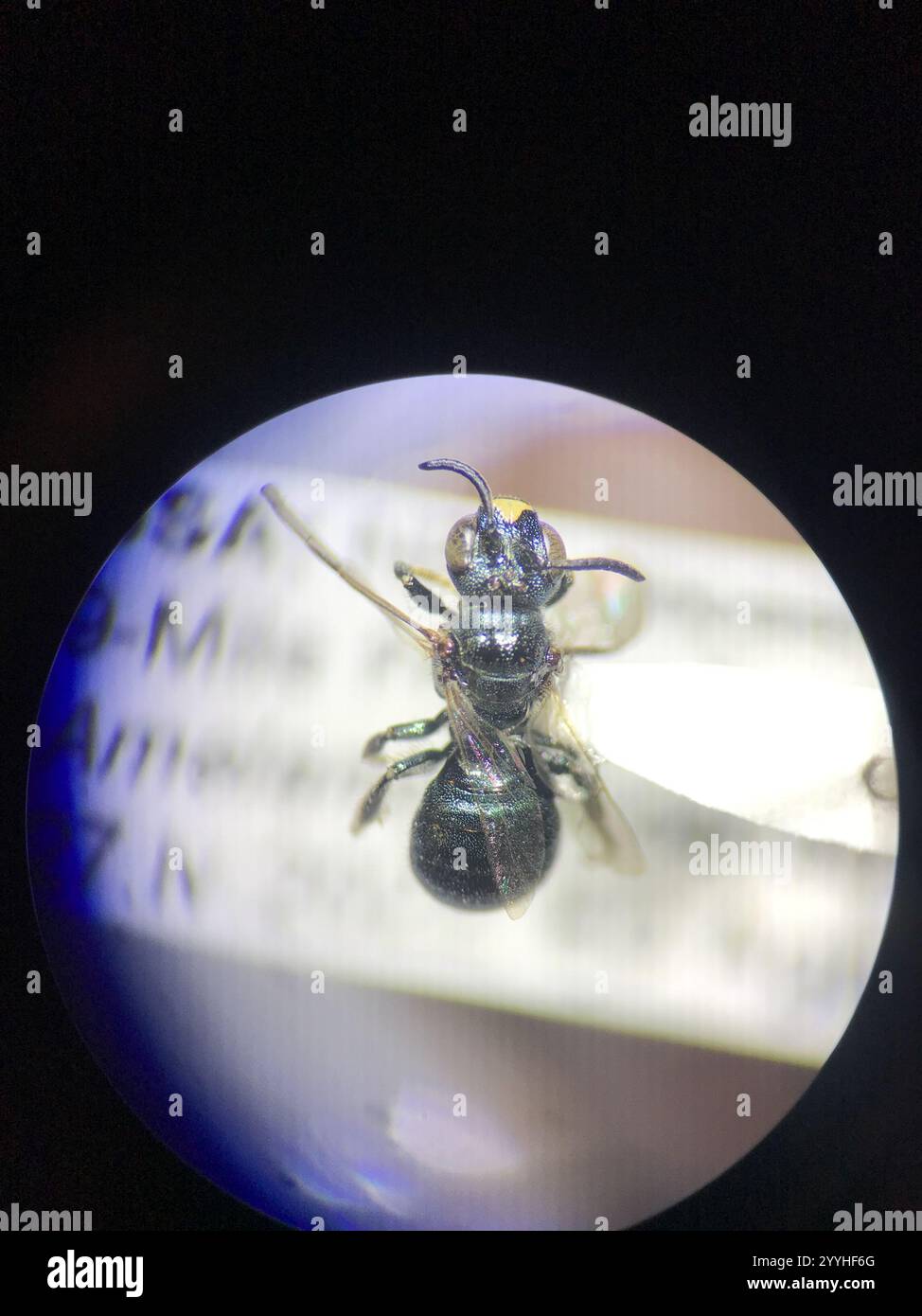 Small Carpenter Bees (Ceratina Stock Photo - Alamy