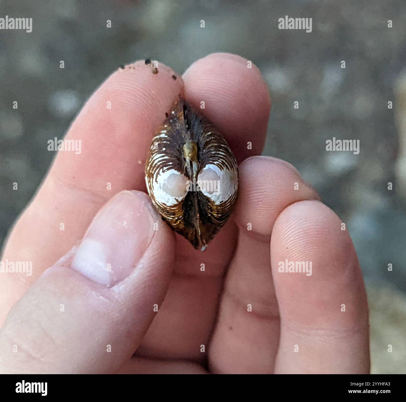 Asian Clam (Corbicula fluminea Stock Photo - Alamy