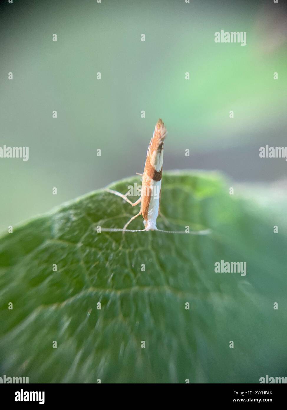 Cherry Fruit Moth (Argyresthia pruniella Stock Photo - Alamy