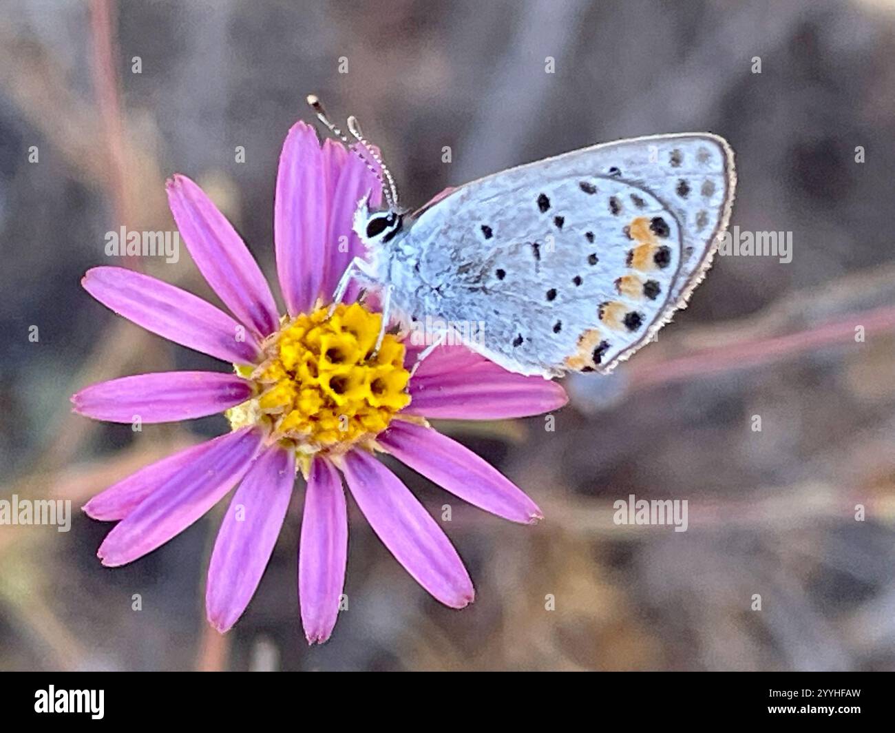 Acmon Blue (Icaricia acmon Stock Photo - Alamy
