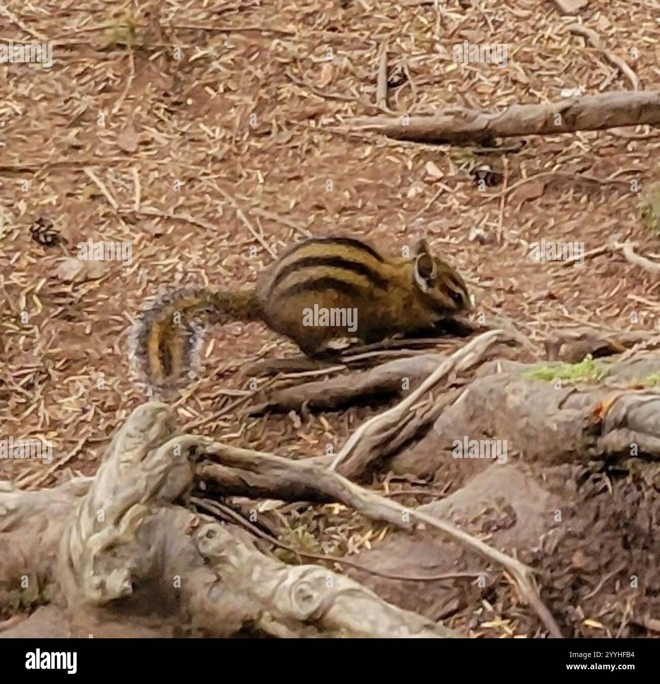 Townsend's Chipmunk (Neotamias townsendii Stock Photo - Alamy