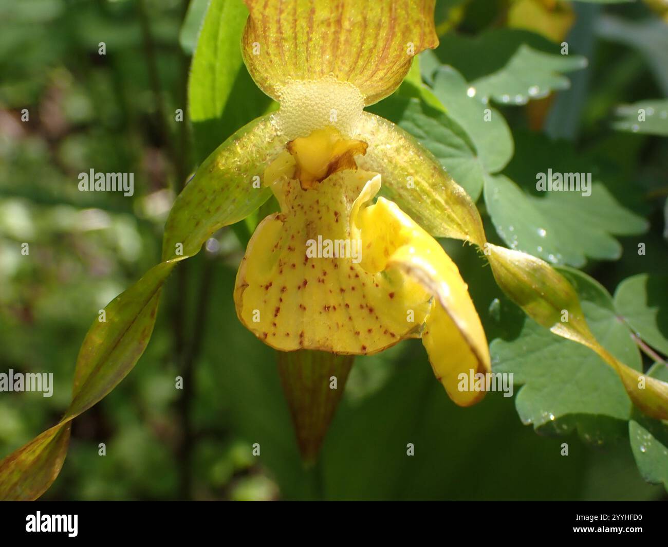 yellow lady's slipper (Cypripedium parviflorum Stock Photo - Alamy