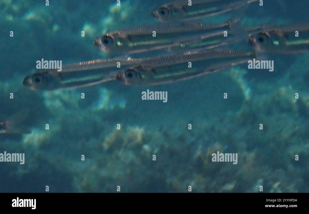 Big-scale Sand Smelt (Atherina boyeri Stock Photo - Alamy