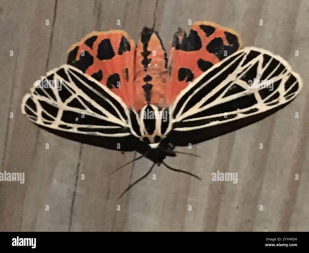 Virgin Tiger Moth (Apantesis virgo Stock Photo - Alamy
